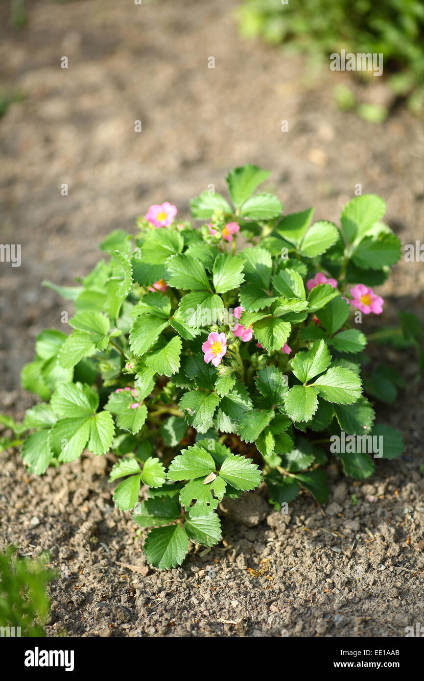 Bush strawberry hi-res stock photography and images - Alamy
