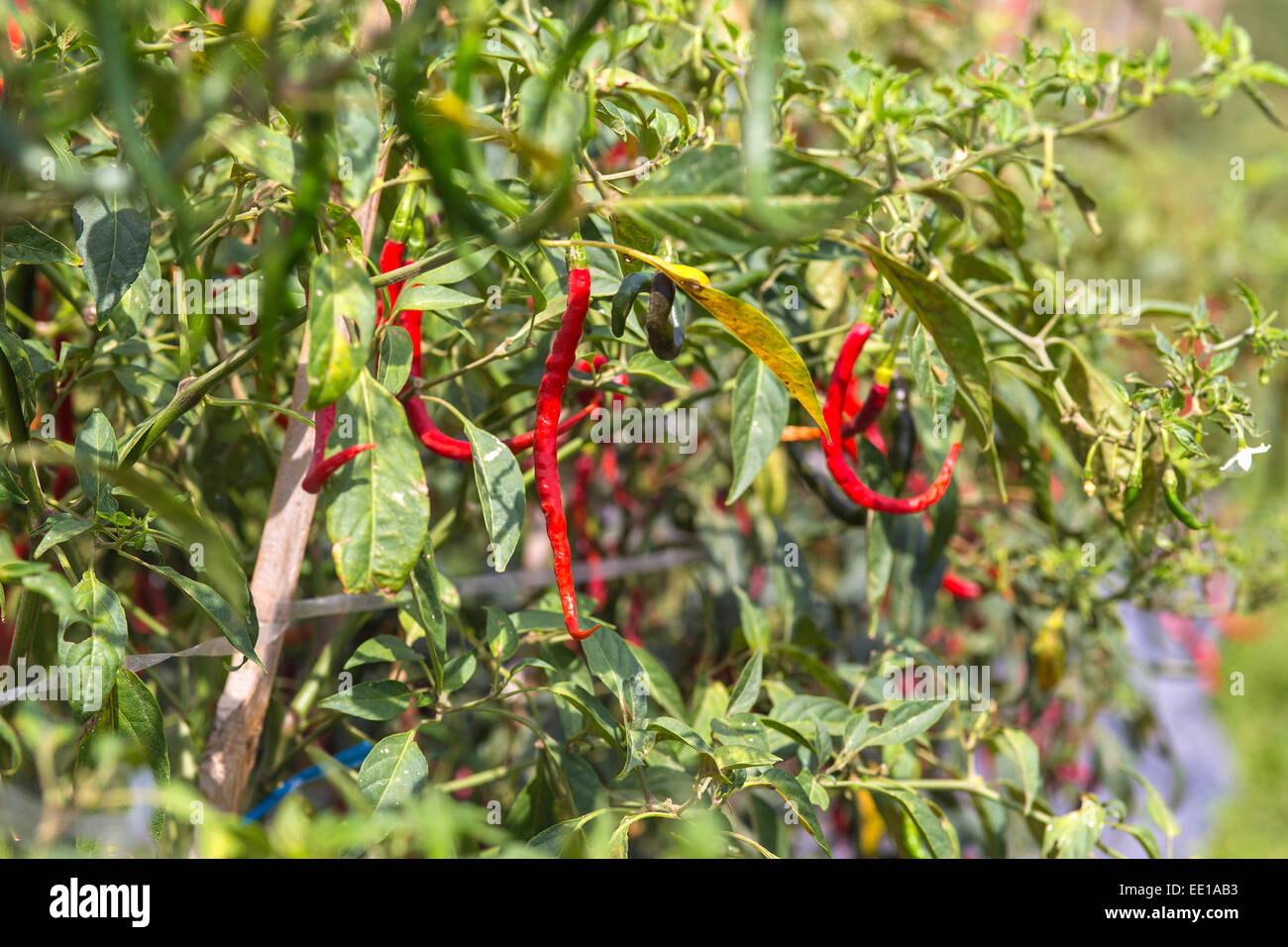Fresh red chillies growing in the vegetable garden,Indonesia Stock ...