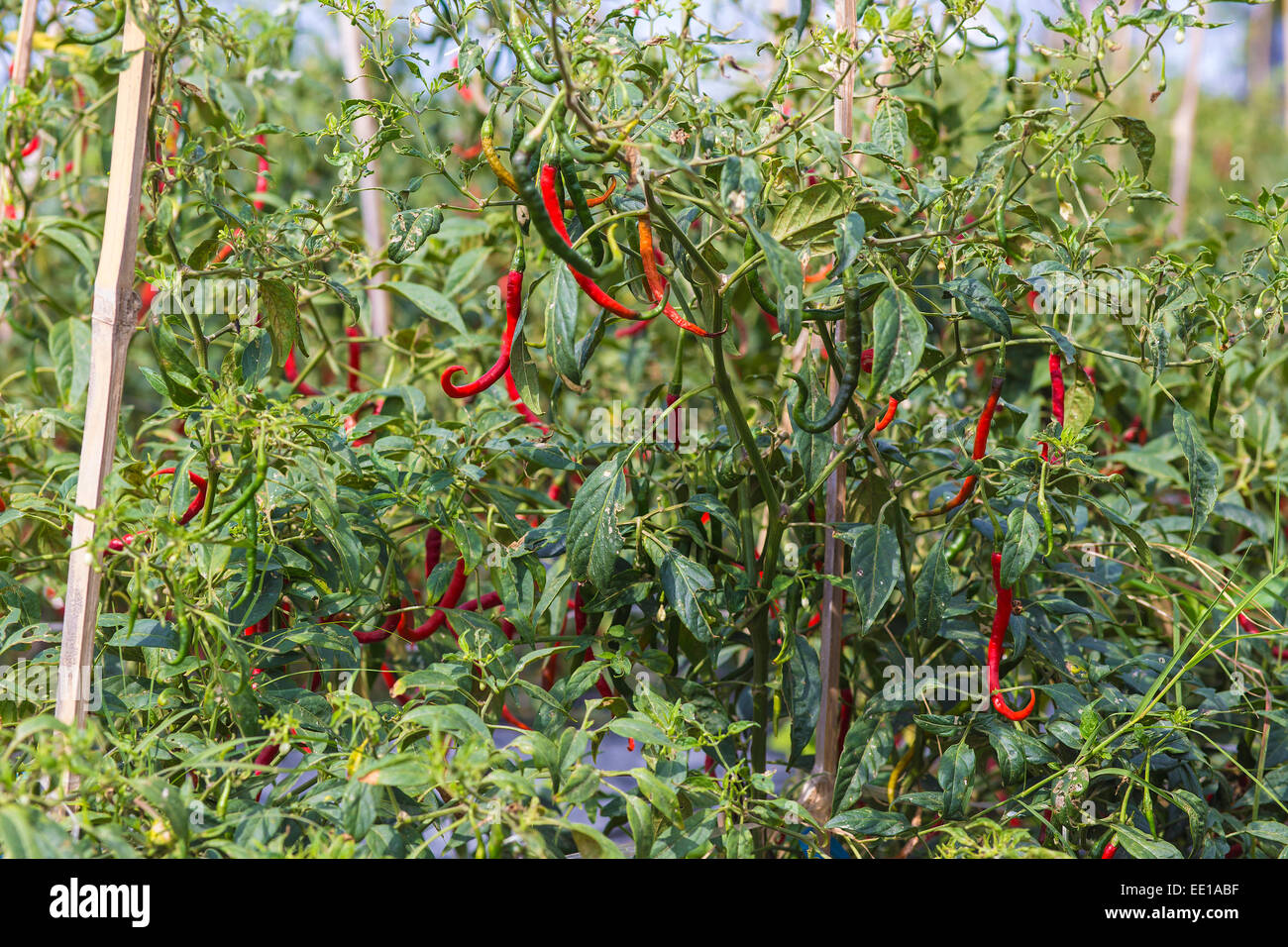 Fresh red chillies growing in the vegetable garden,Indonesia Stock ...
