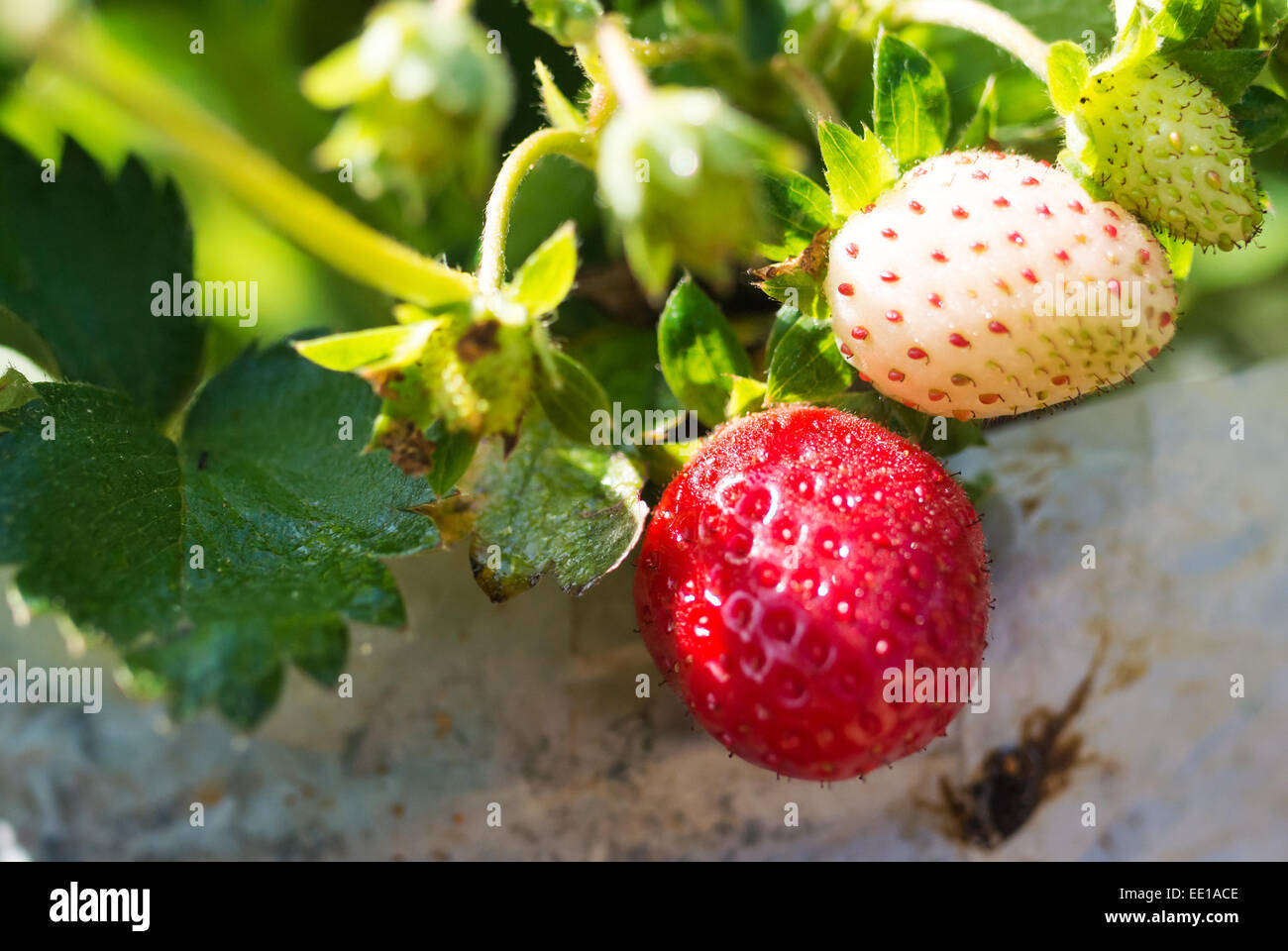 An Fresh organic strawberry in soft light Stock Photo - Alamy