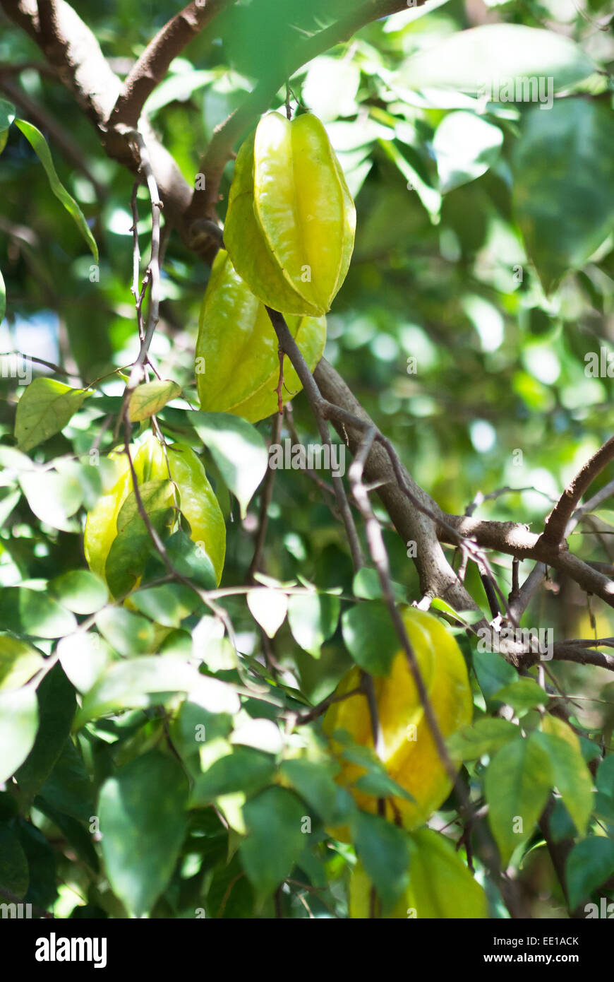 Star Fruit on tree branch in sunlight Stock Photo - Alamy