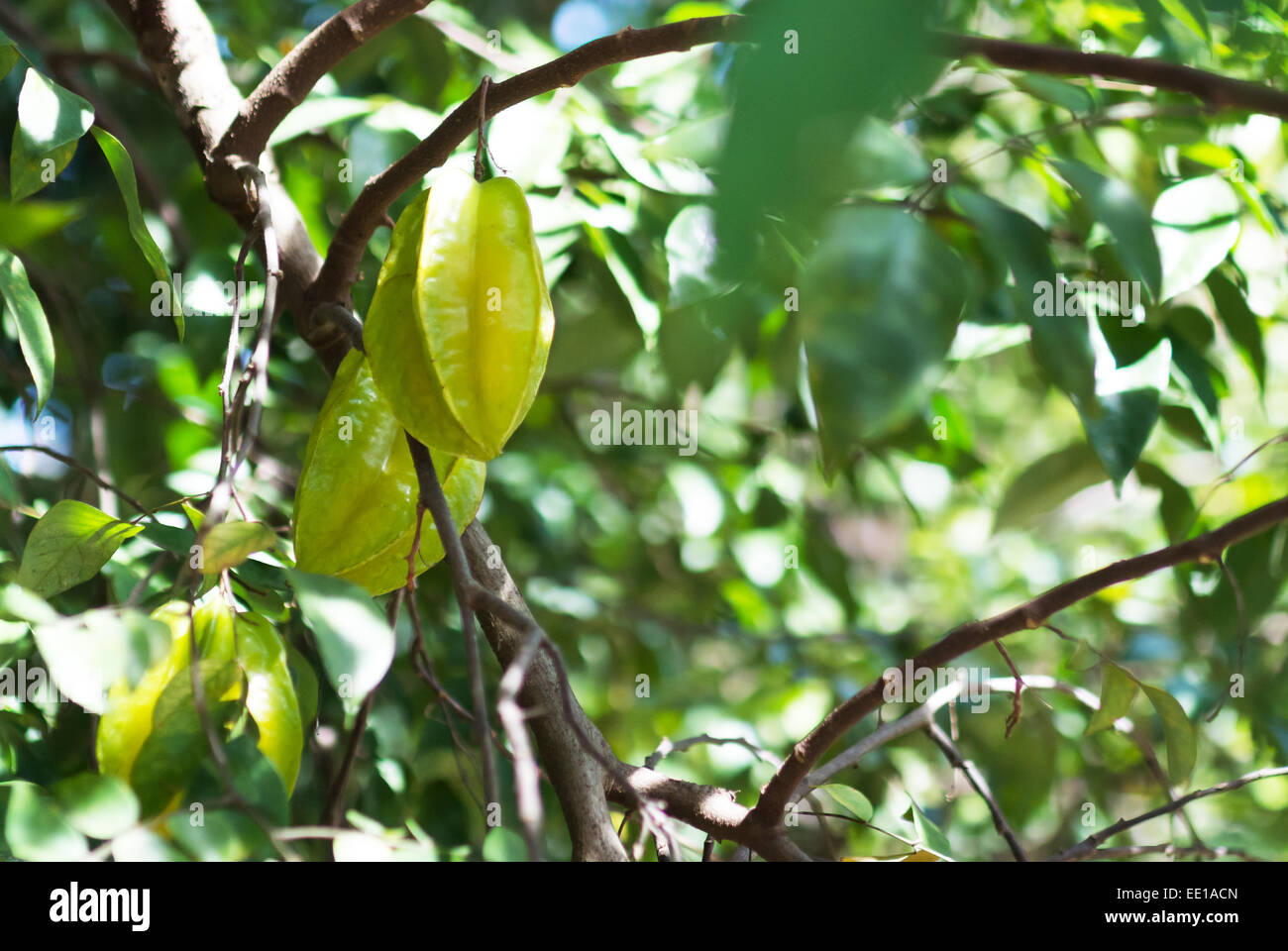 Star Fruit on tree branch in sunlight Stock Photo - Alamy