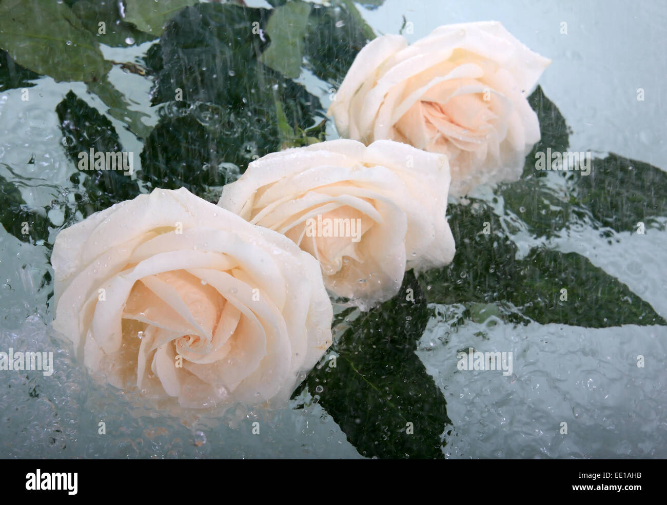 Rose in the rain Stock Photo - Alamy