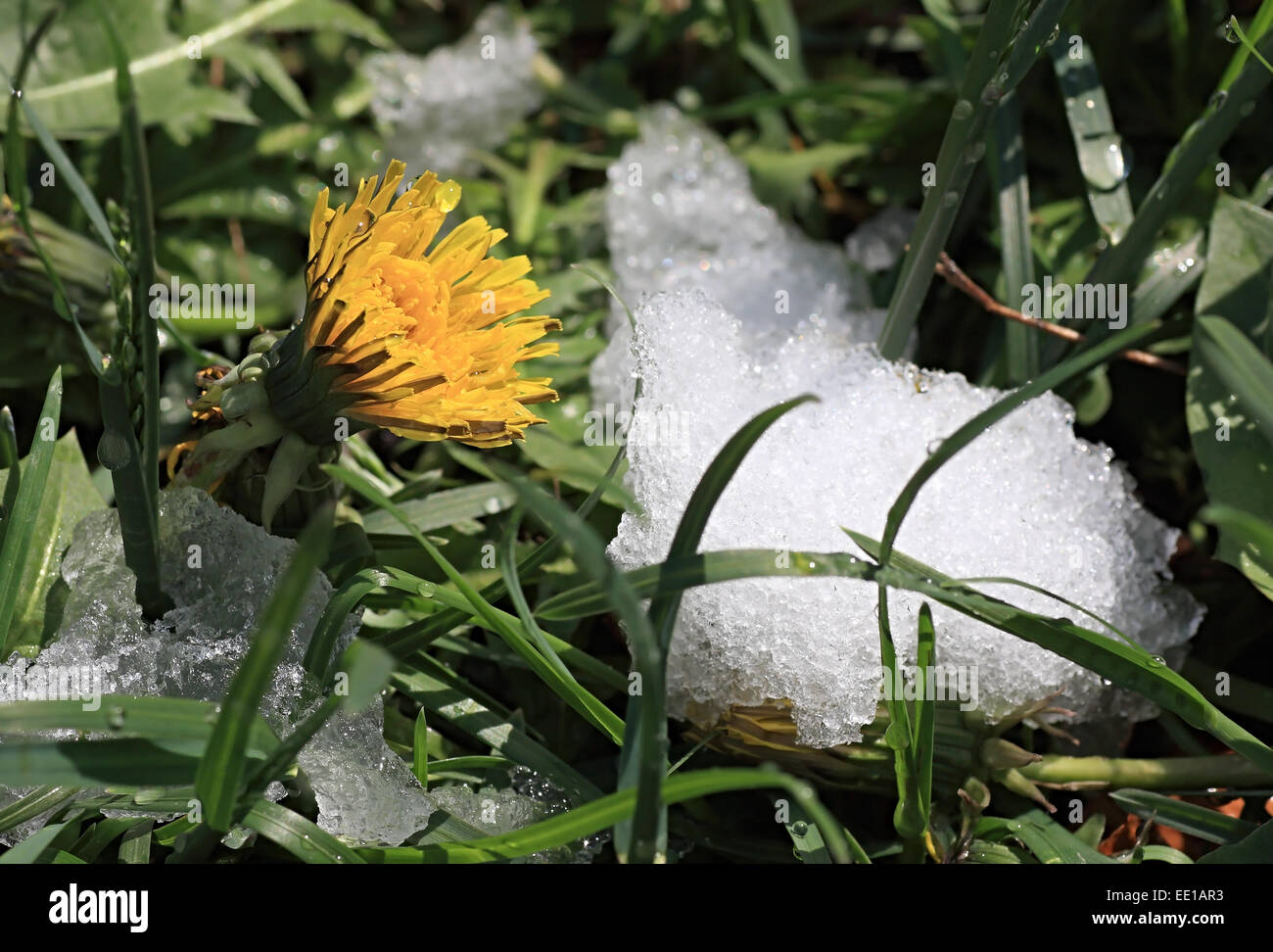 Flowering dandelion and snow Stock Photo - Alamy