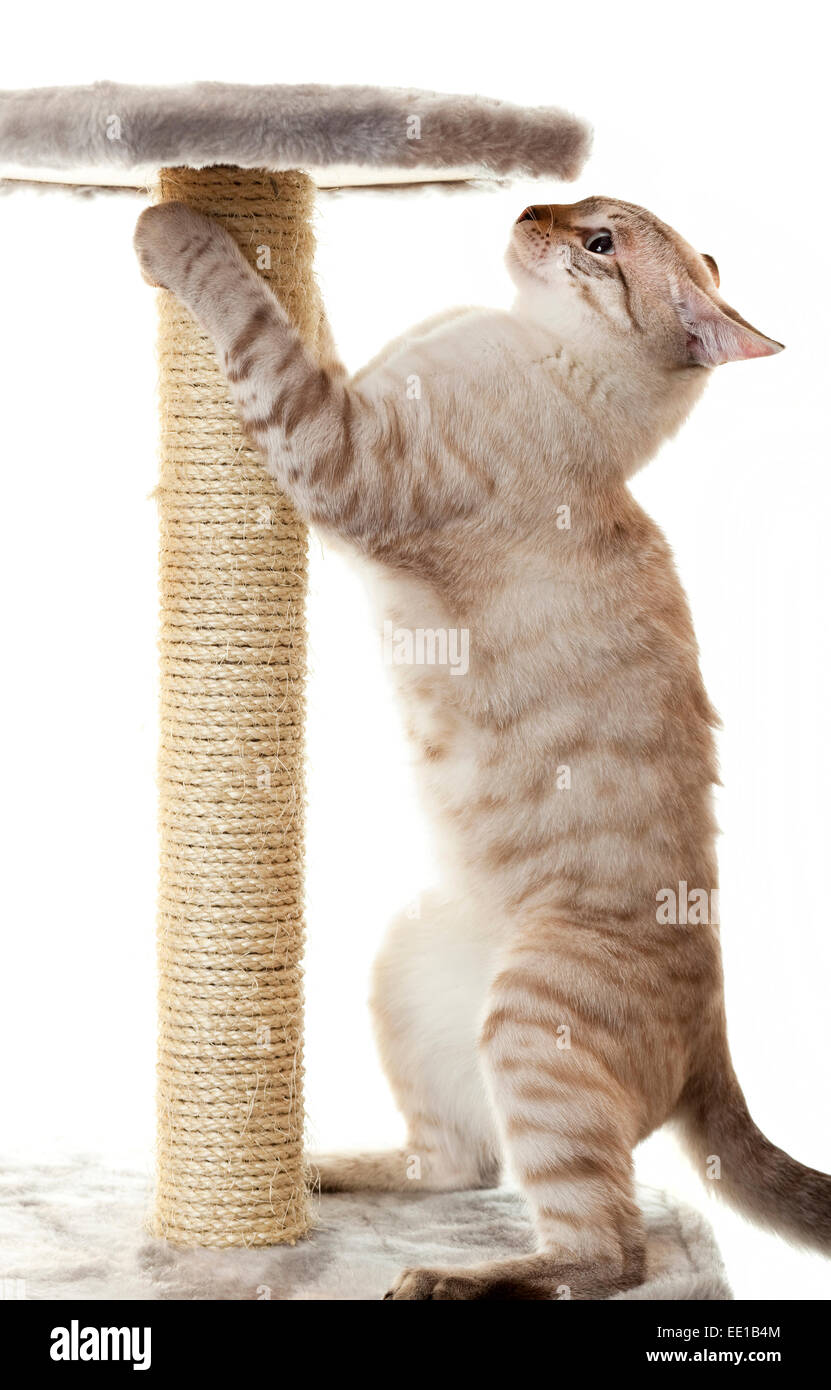 Tabby sharpens claws Stock Photo - Alamy