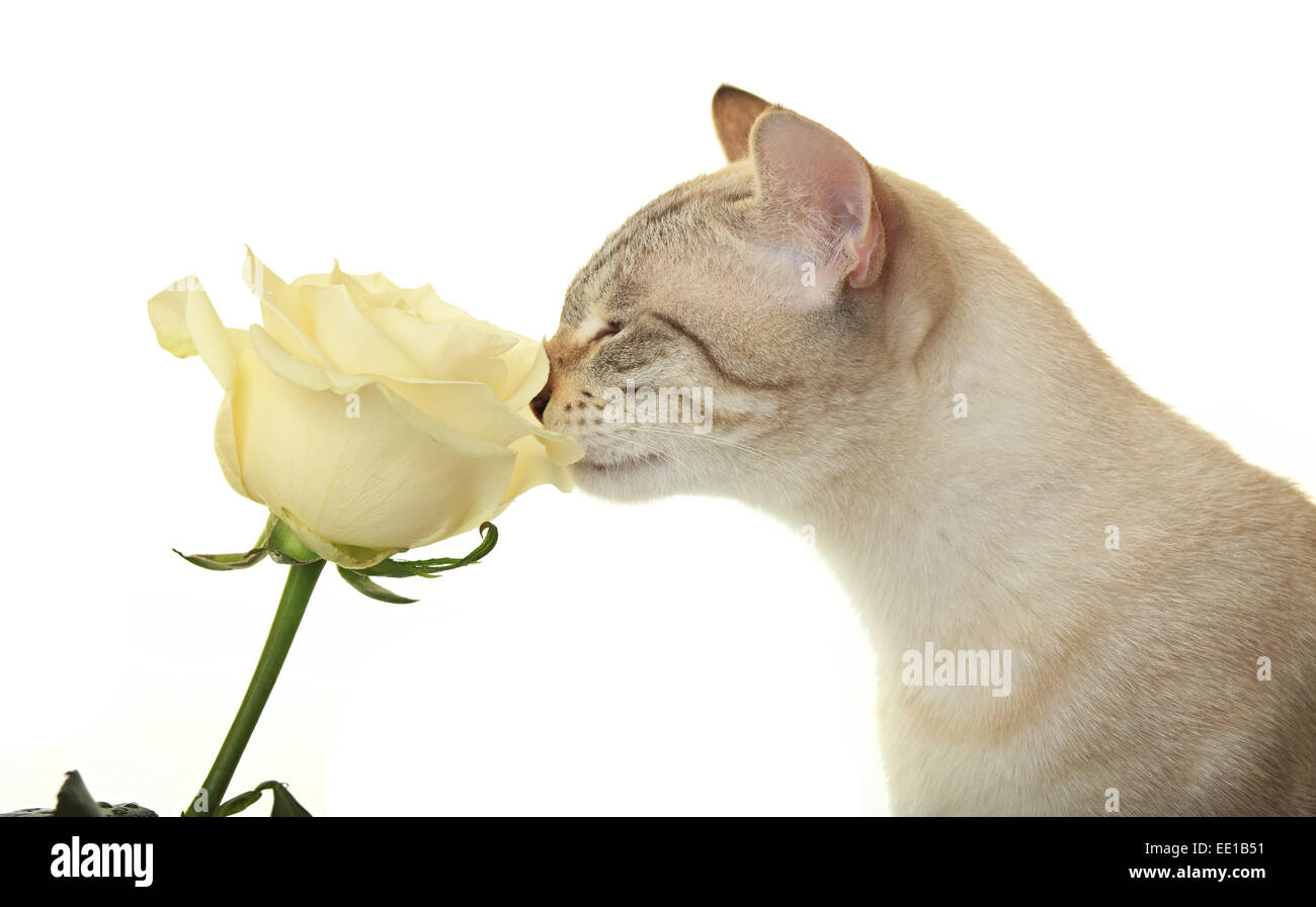 Cat sniffing rose Stock Photo - Alamy