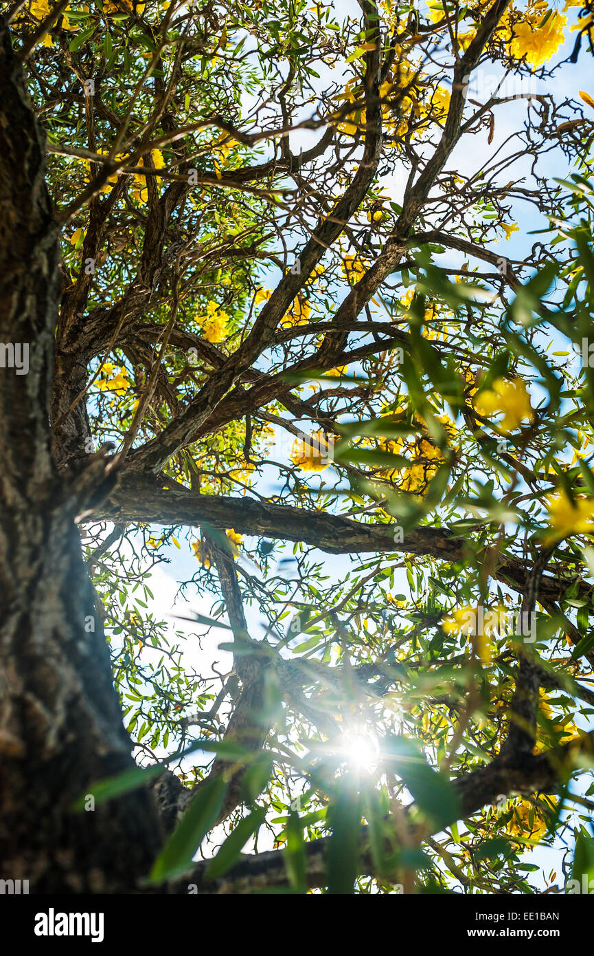 An Old Tree Under Sunlight blue sky Stock Photo - Alamy