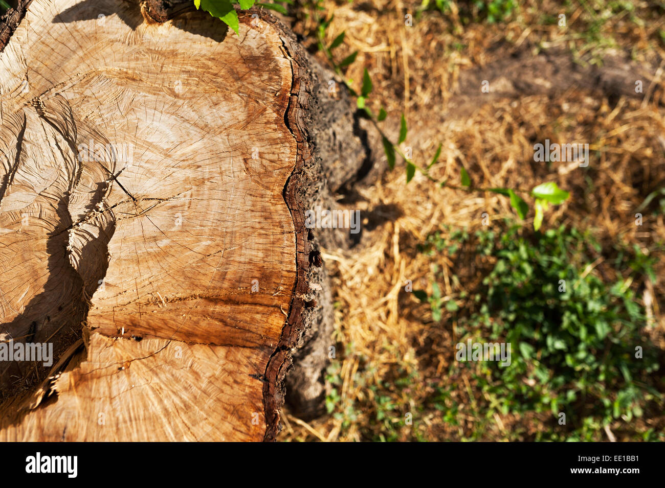 An Tree Stump nature place . feeling sad Stock Photo - Alamy