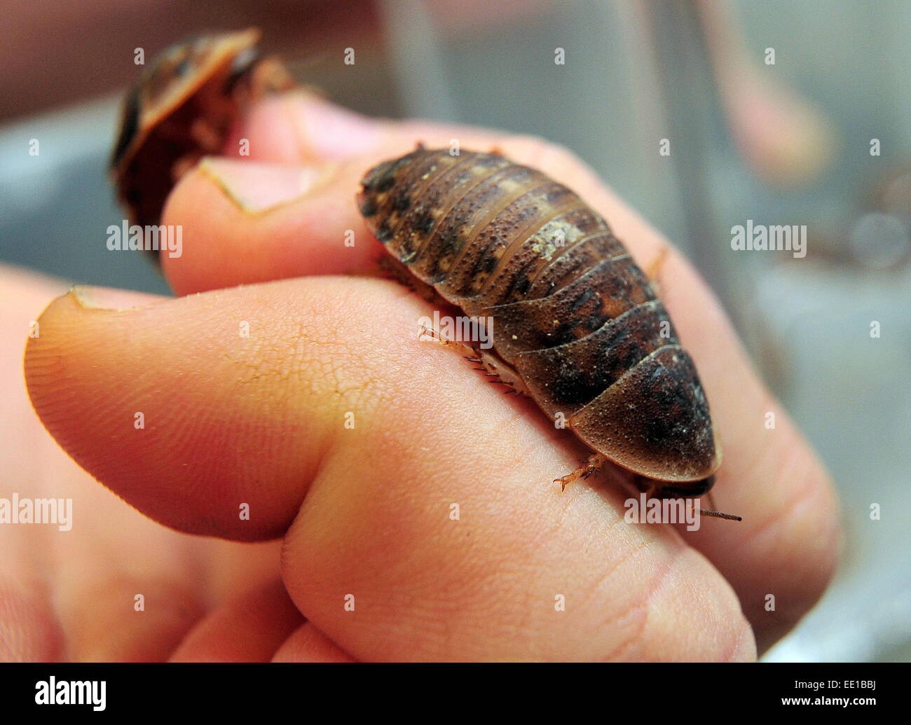Blaptica dubia, cockroach, insect, hand Stock Photo - Alamy