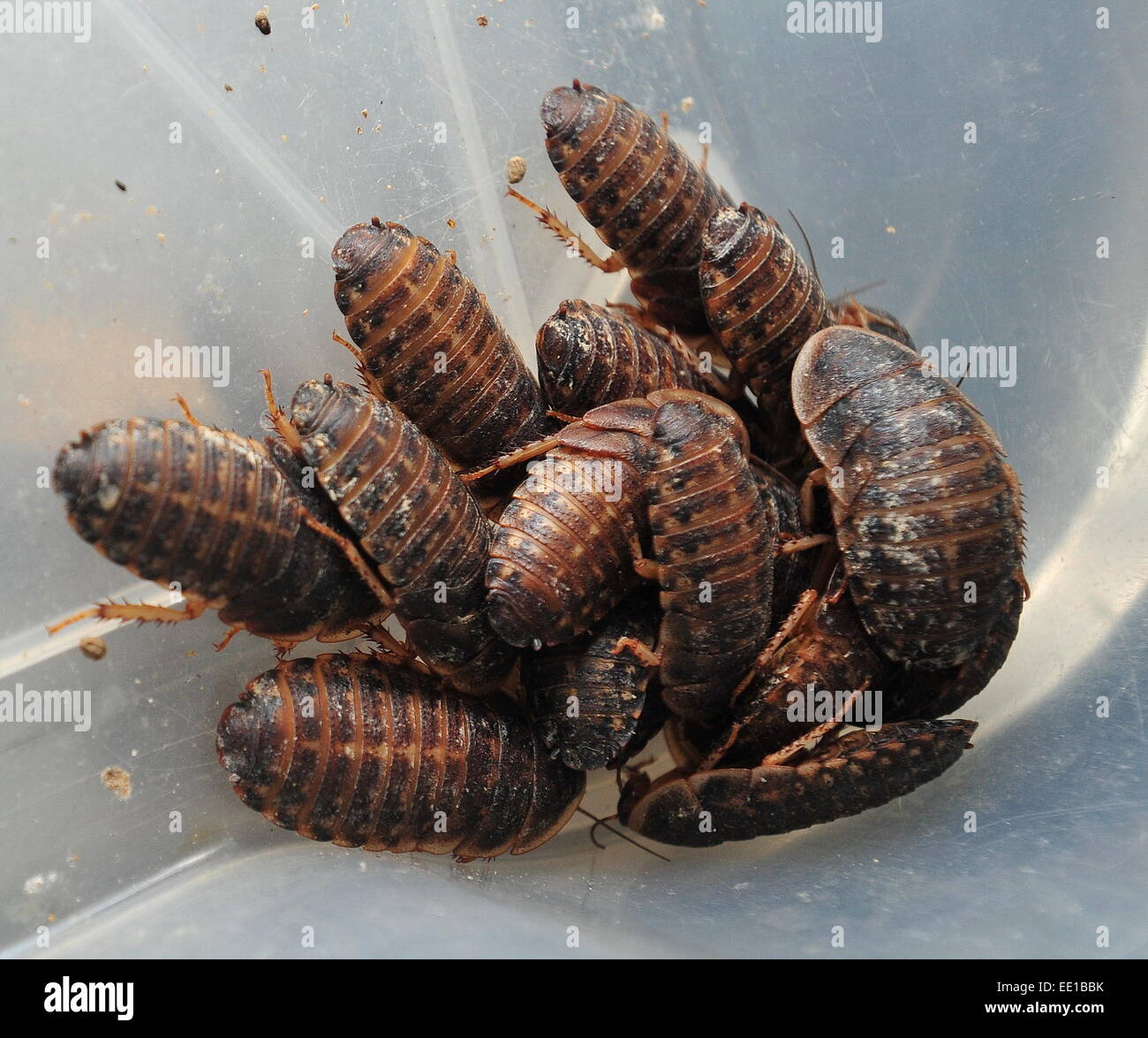 Blaptica dubia, cockroach, insect Stock Photo - Alamy