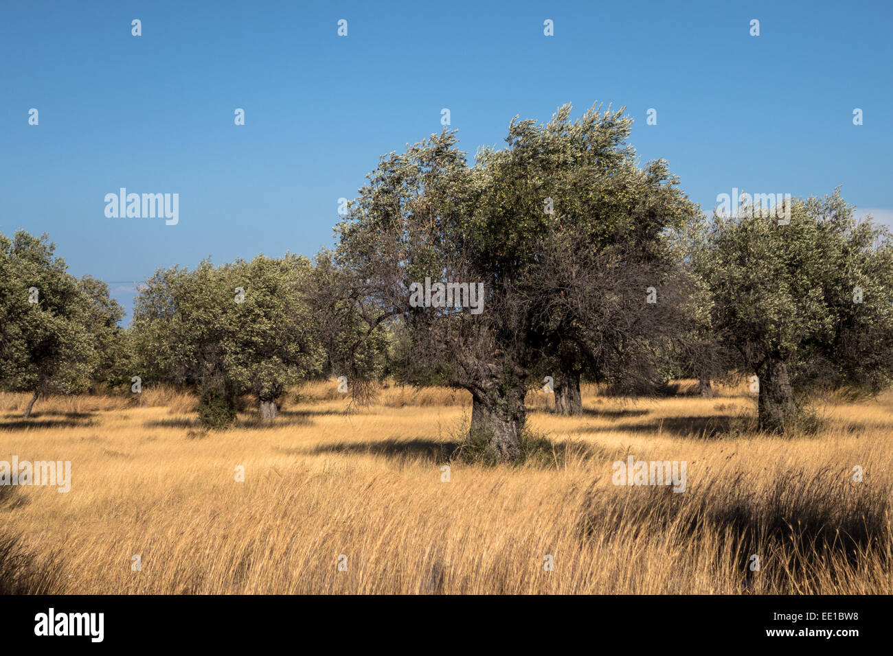 Crops olive hi-res stock photography and images - Alamy