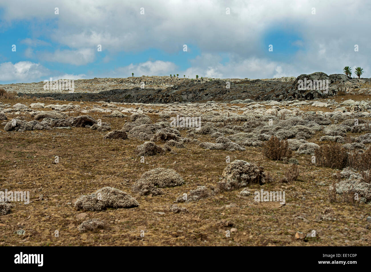 Afro Alpine Vegetation High Resolution Stock Photography and Images - Alamy