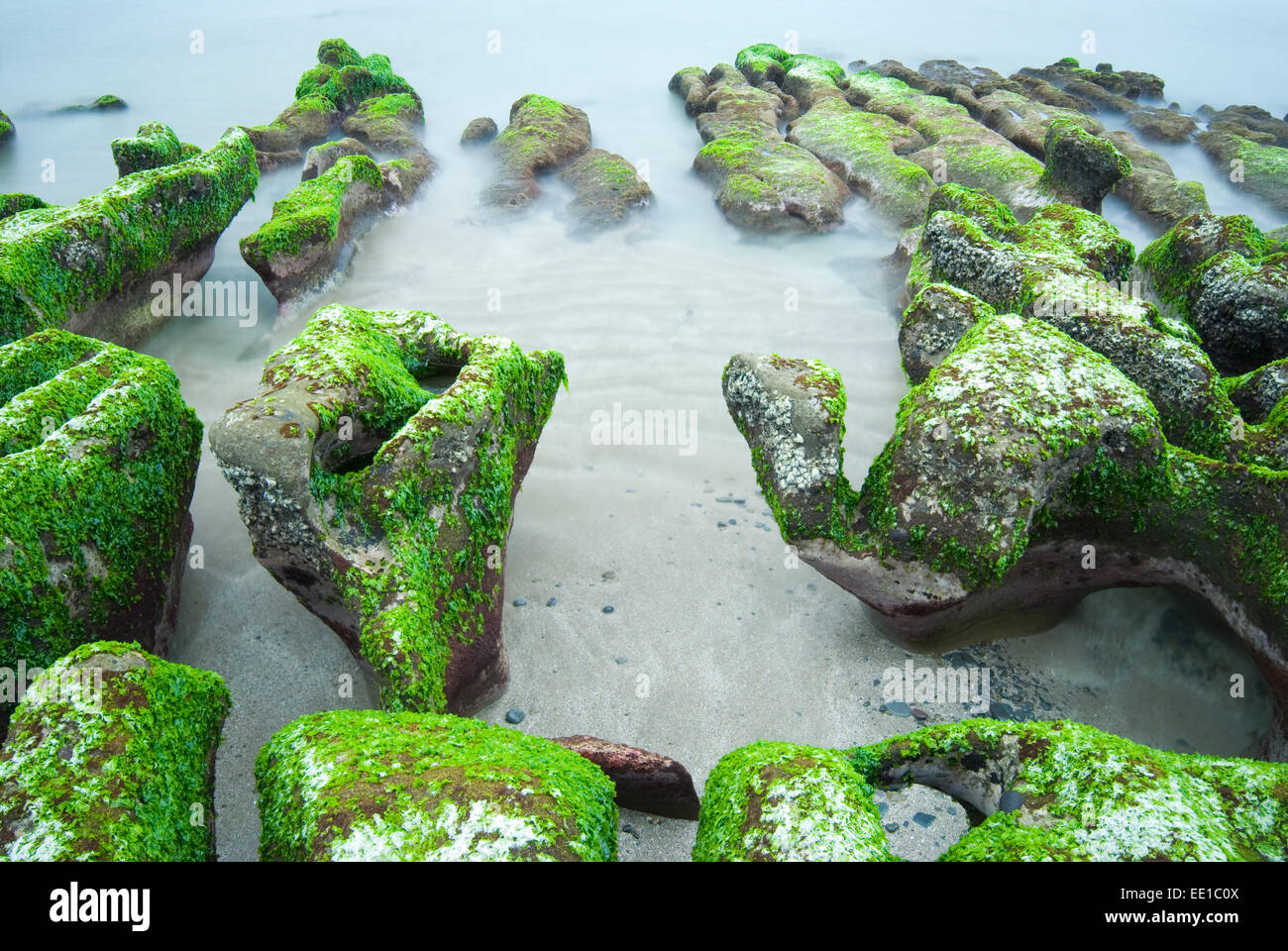 Green Seaweed Why The Seaweed Sector Should Move Beyond Red And Brown