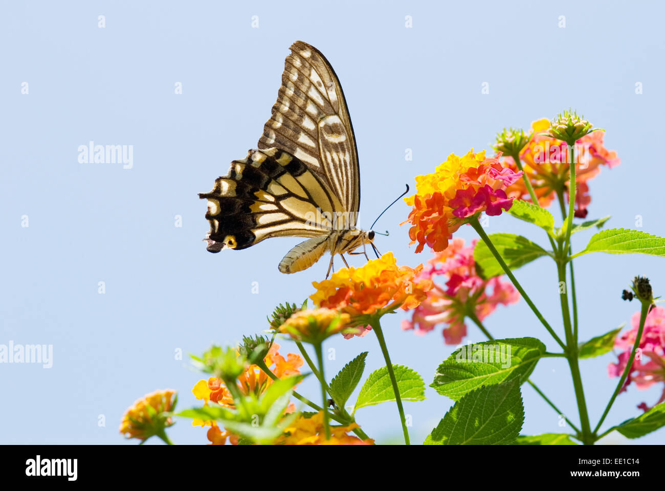 Asian Swallowtail butterfly (Papilio xuthus) feeding on Big Sage ...