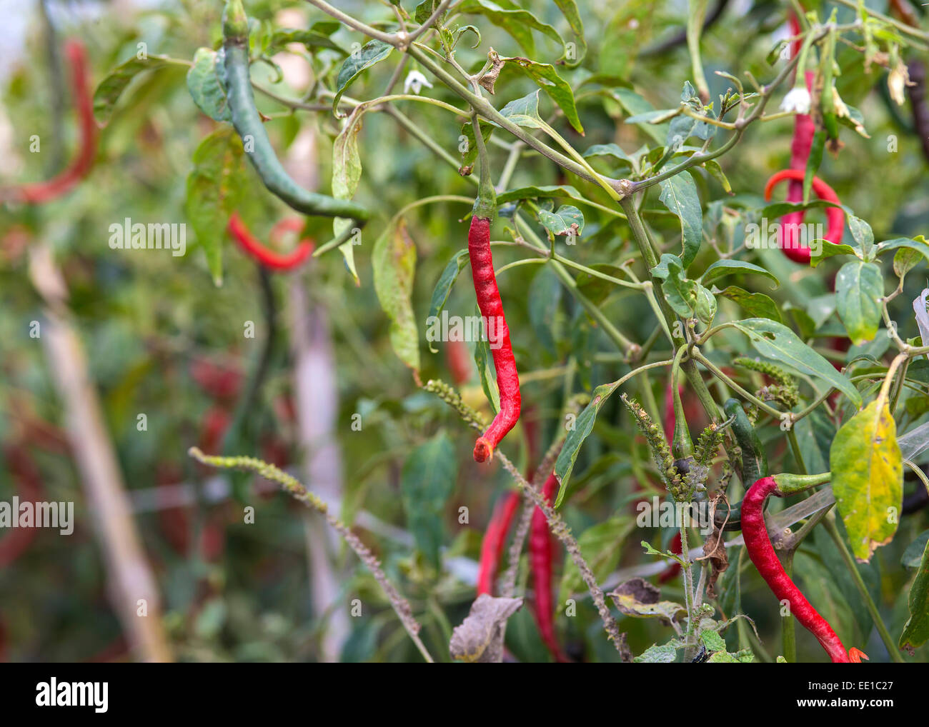 Fresh red chillies growing in the vegetable garden,Indonesia Stock ...