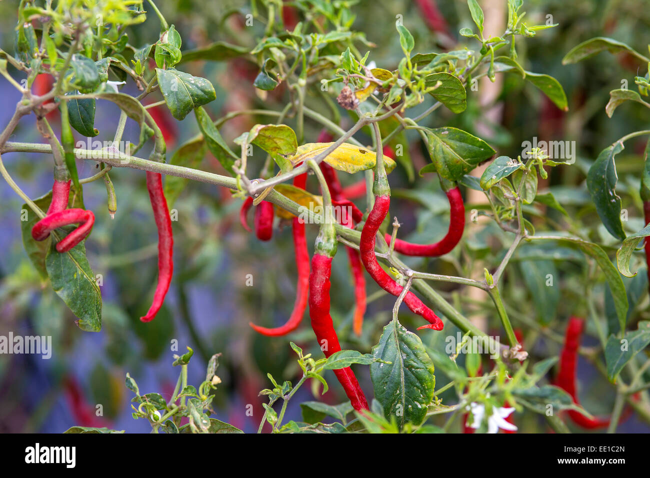 Fresh red chillies growing in the vegetable garden,Indonesia Stock ...