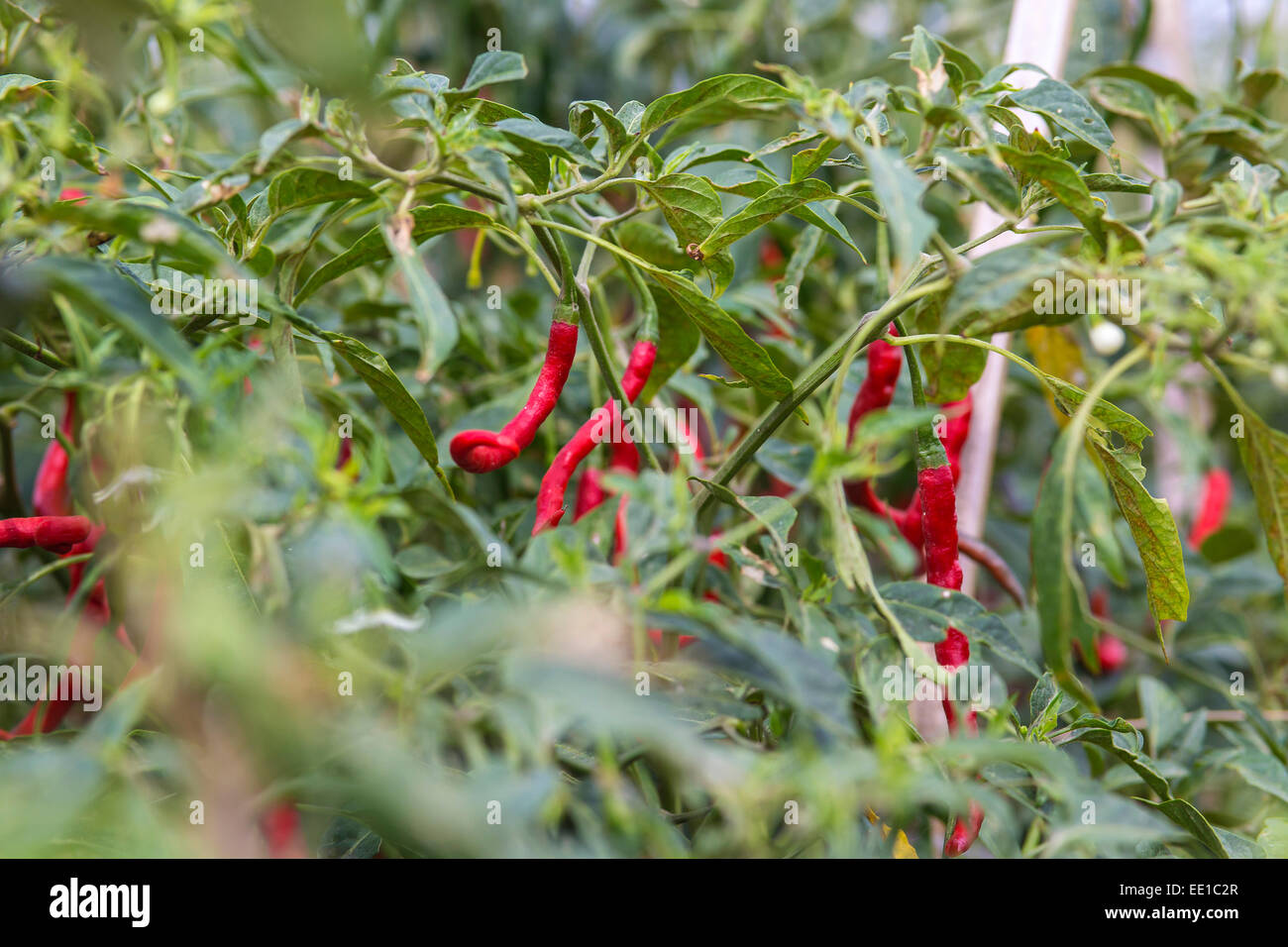Fresh red chillies growing in the vegetable garden,Indonesia Stock ...
