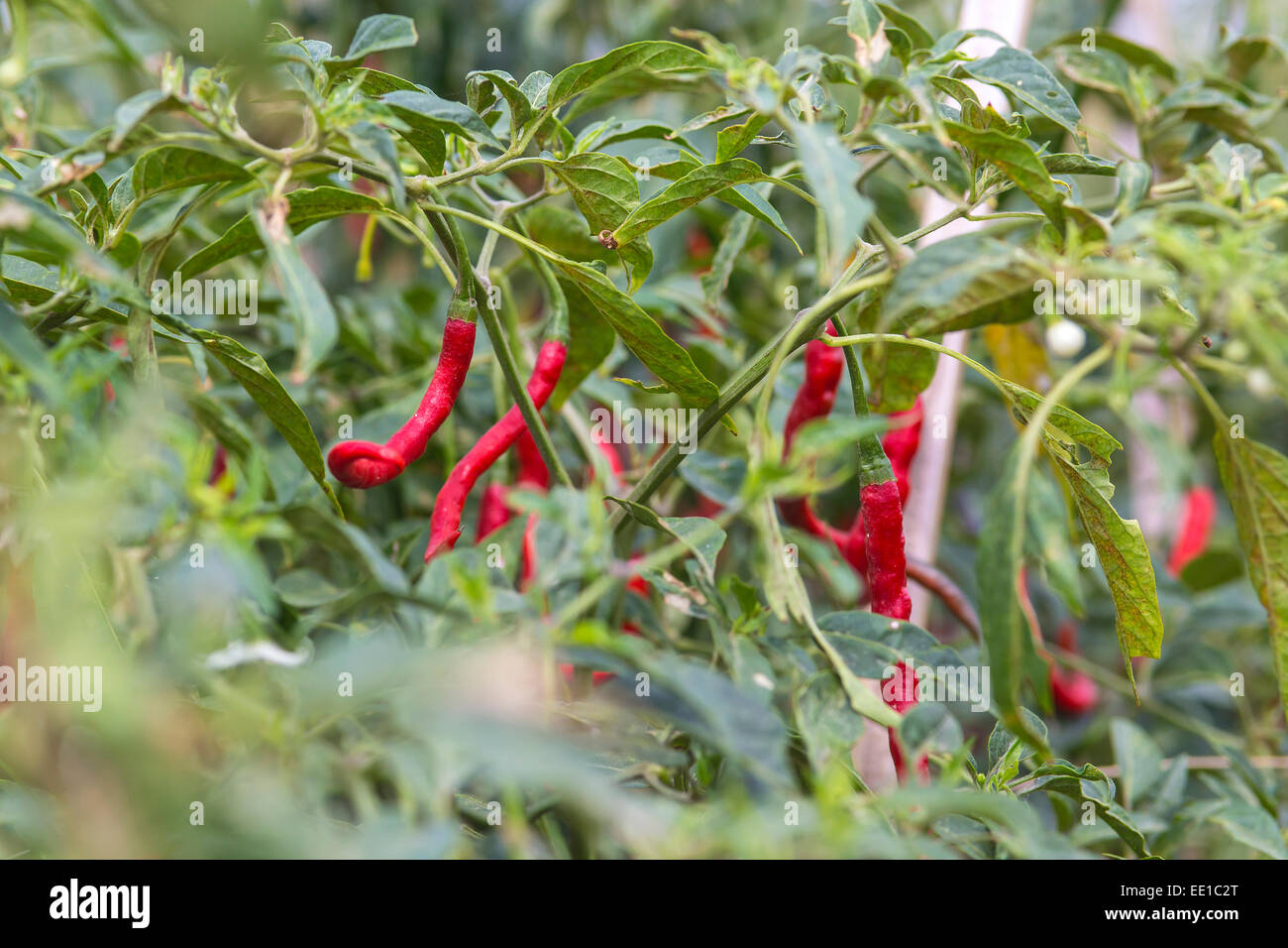 Fresh red chillies growing in the vegetable garden,Indonesia Stock ...
