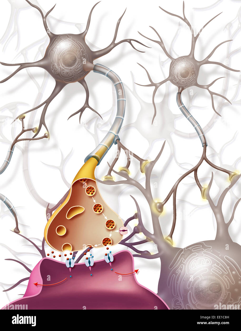 Brain Synapse Art High Resolution Stock Photography and Images - Alamy