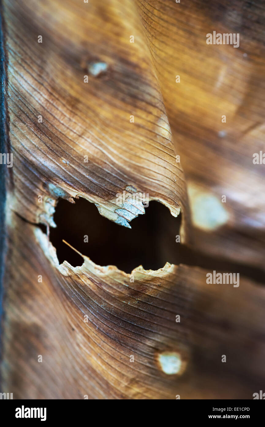 An dying fern leaf texture Stock Photo - Alamy