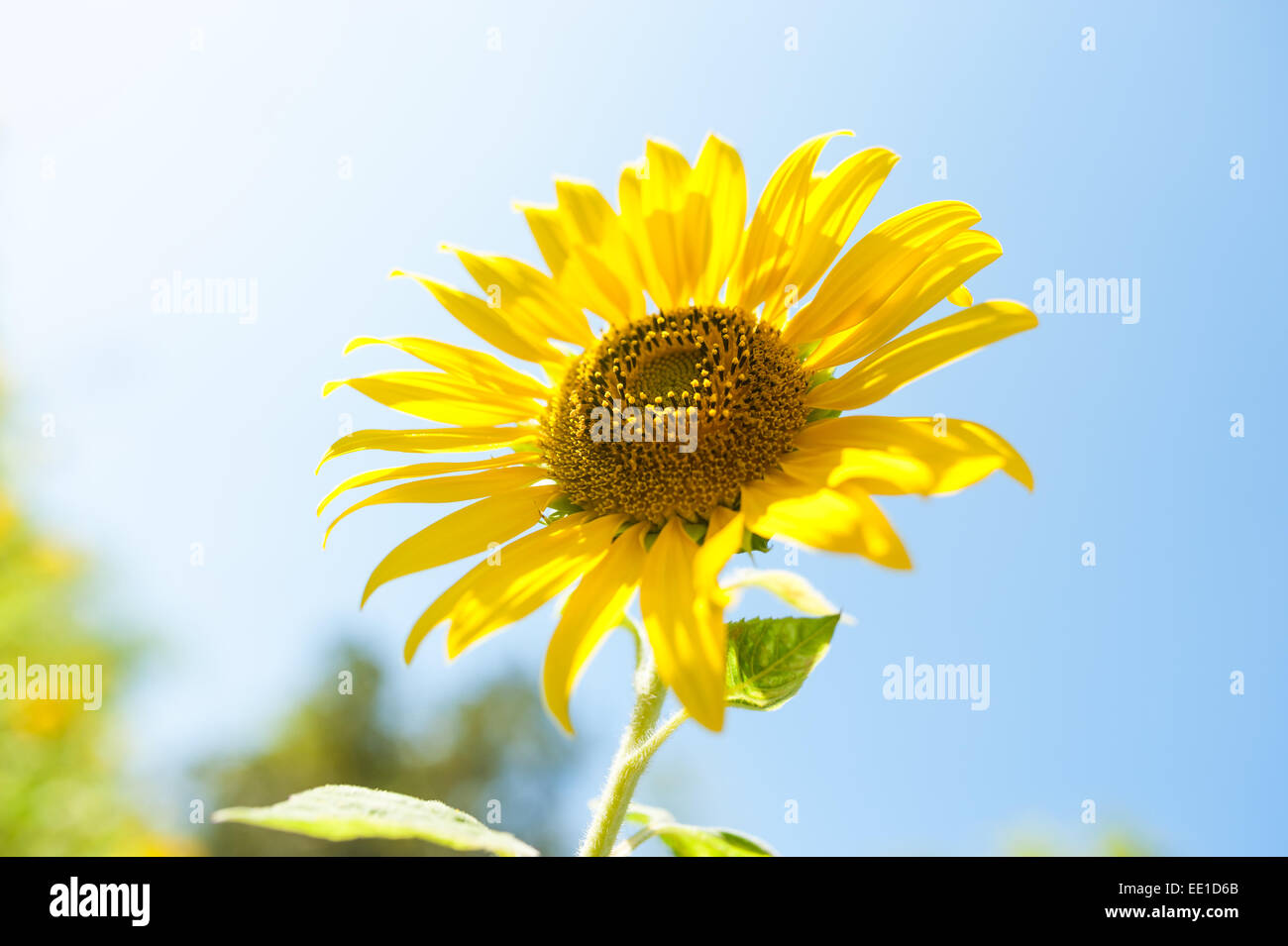 Field of yellow sunflowers hi-res stock photography and images - Alamy