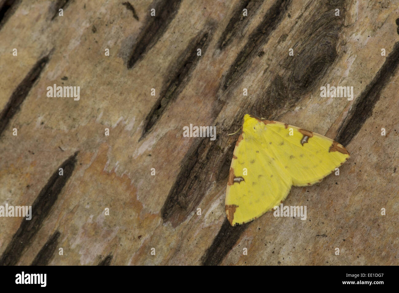 Brimstone Moth (Opisthograptis luteolata) adult, resting on birch bark ...