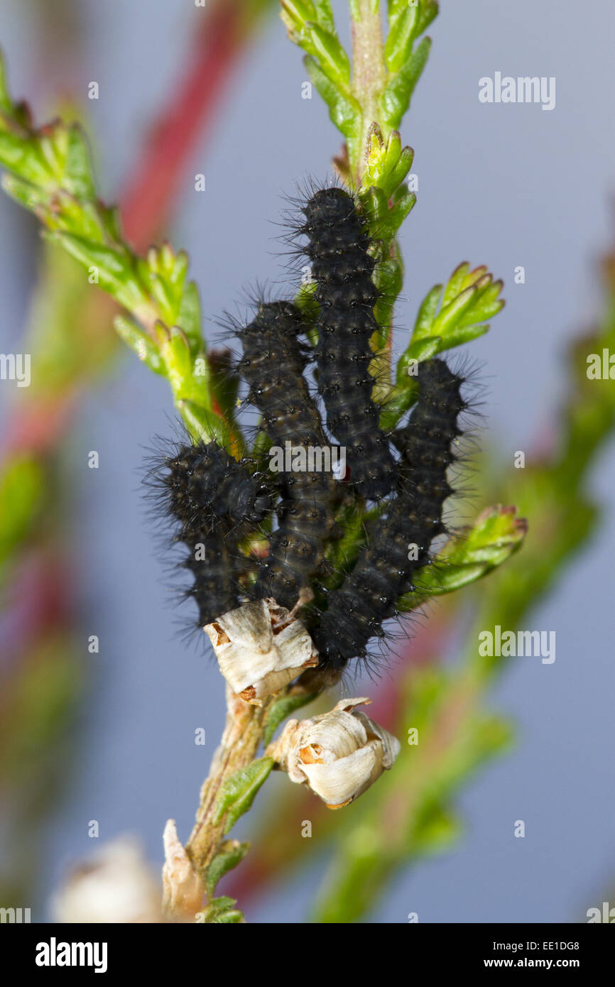 Emperor Moth (Saturnia pavonia) first instar larvae, on Common Heather ...