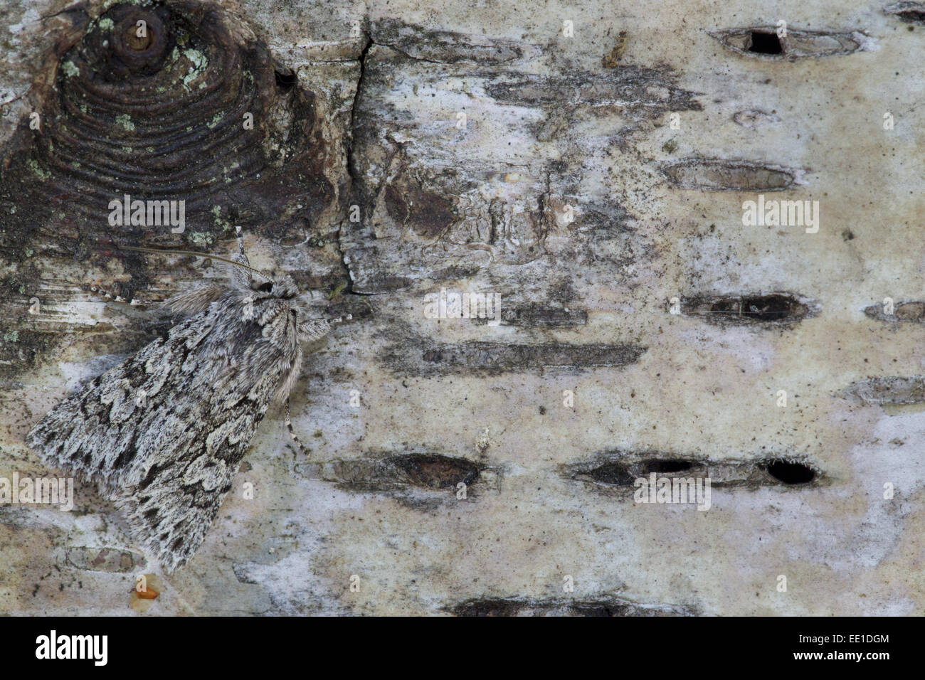 Early Grey Moth (Xylocampa areola) adult, resting on birch bark ...