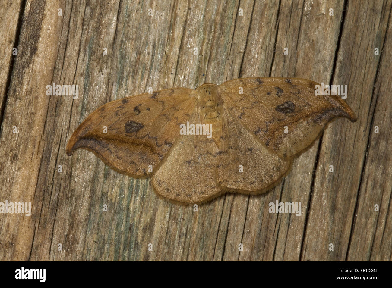 Drepana hi-res stock photography and images - Alamy