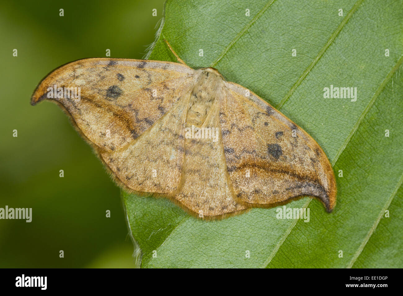 Drepana hi-res stock photography and images - Alamy
