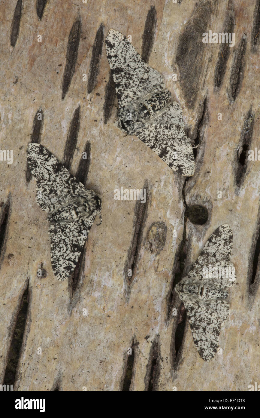 Peppered Moth (Biston betularia) light form, three adults, resting on ...