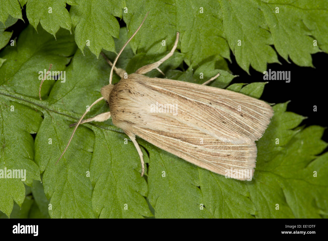 Smoky Wainscot (Mythimna impura) adult, resting on fern leaf, Powys ...