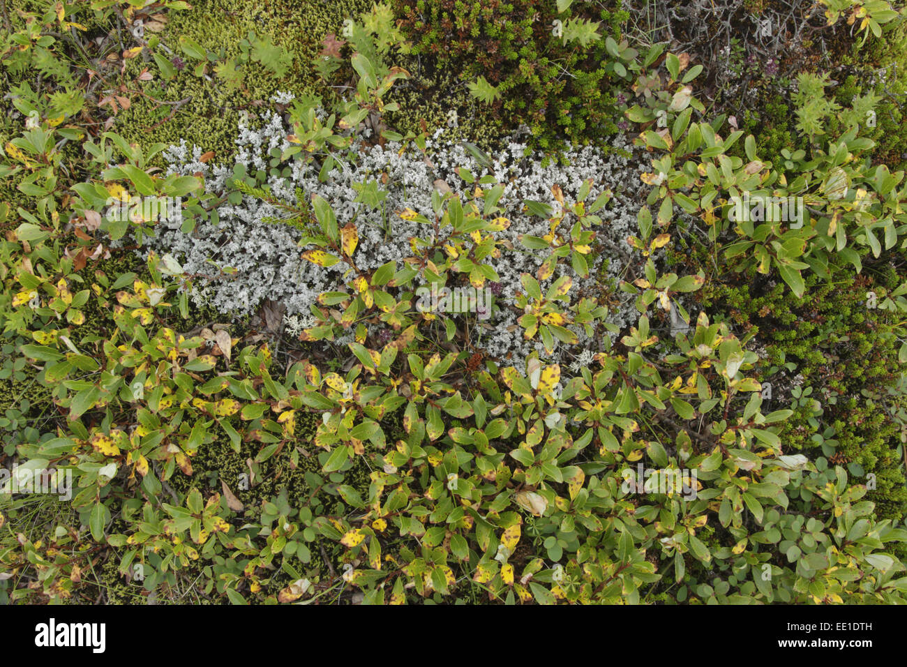 Northern Bilberry (Vaccinium uliginosum) growing amongst moss, Iceland ...