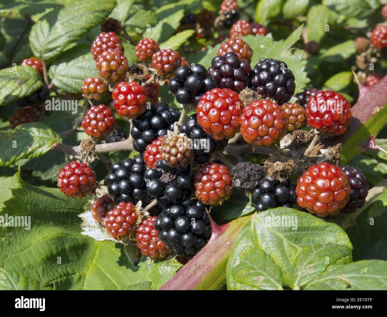 Bramble (Rubus fruticosus) close-up of ripe and unripe fruit, England ...