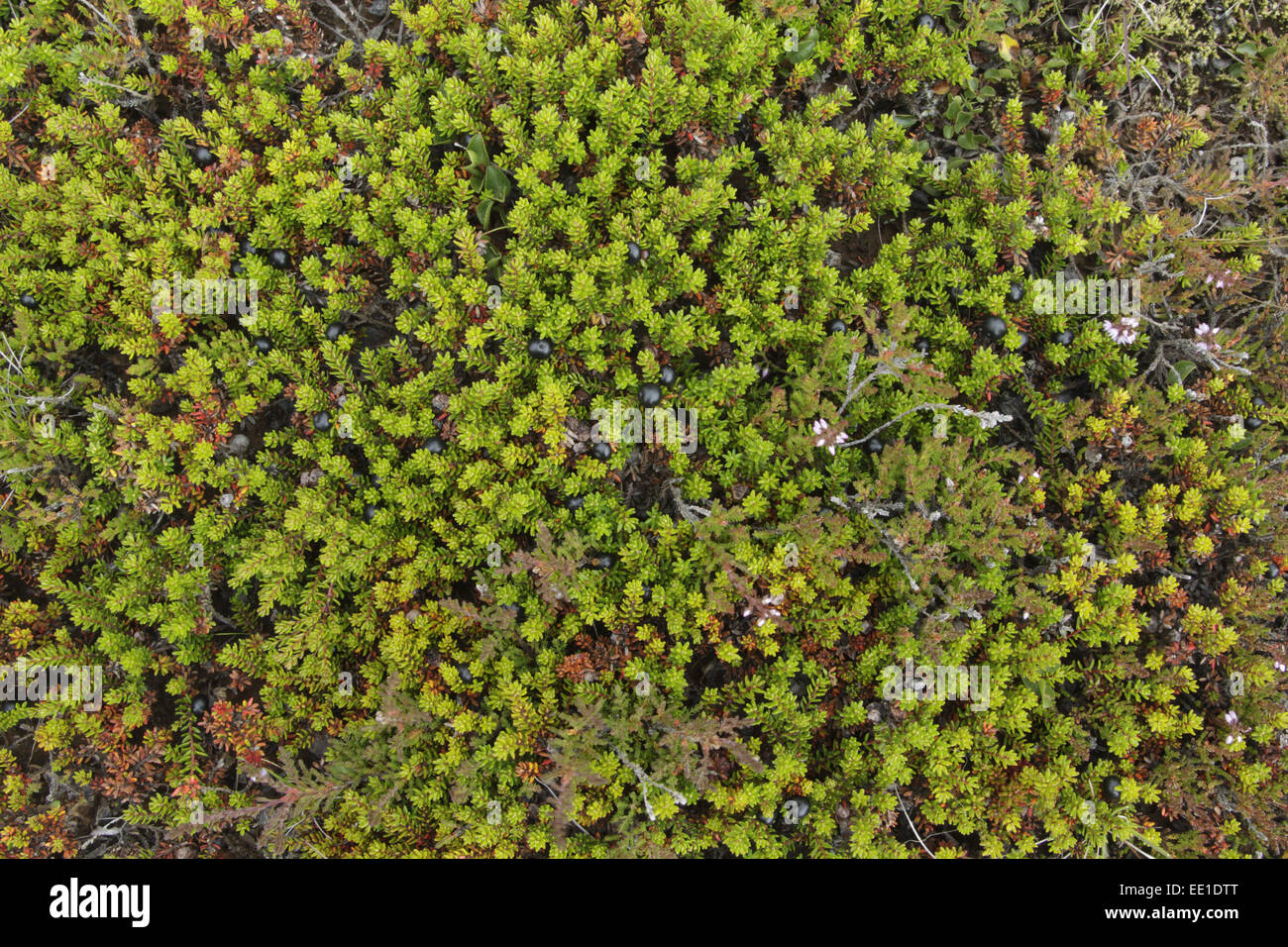 Crowberry (Empetrum nigrum) in fruit, Iceland, August Stock Photo - Alamy