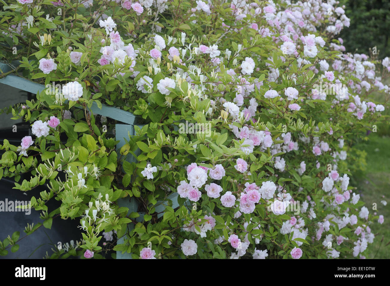 Cultivated Rambling Rose (Rosa sp.) 'David Austin', flowering, growing ...