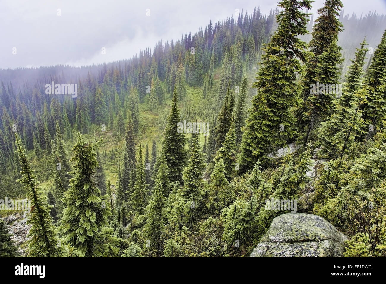 Coniferous forest habitat on mountain slope, Mount Revelstoke N.P ...