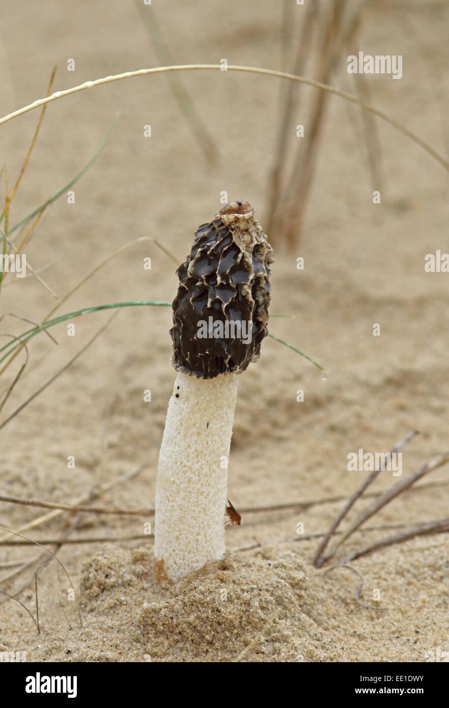 Dune Fungi Stock Photos & Dune Fungi Stock Images - Alamy