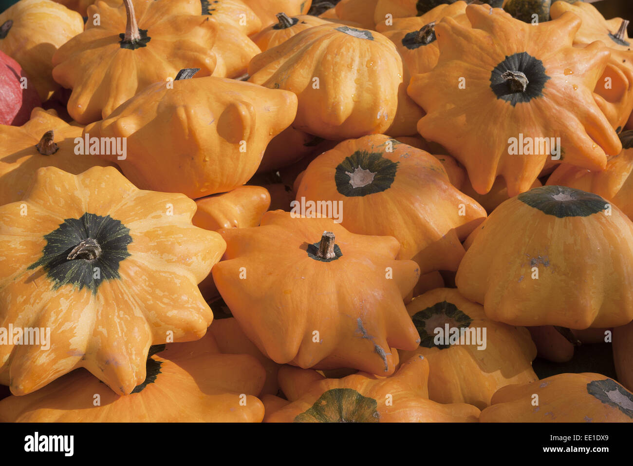 Summer Squash (Cucurbita pepo) 'Flying Saucer', fruit, West Sussex ...