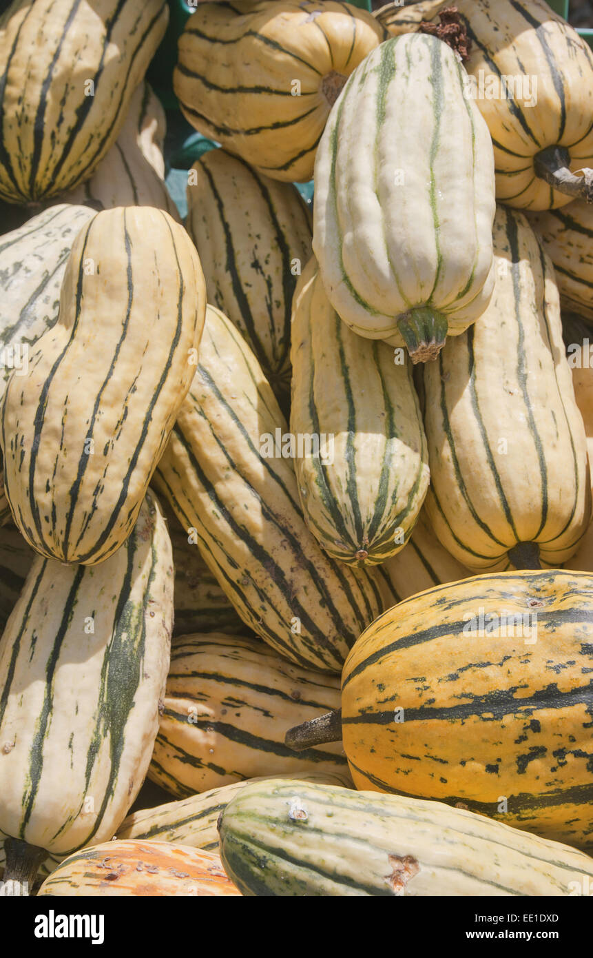 Cucurbita pepo cultivars hi-res stock photography and images - Alamy