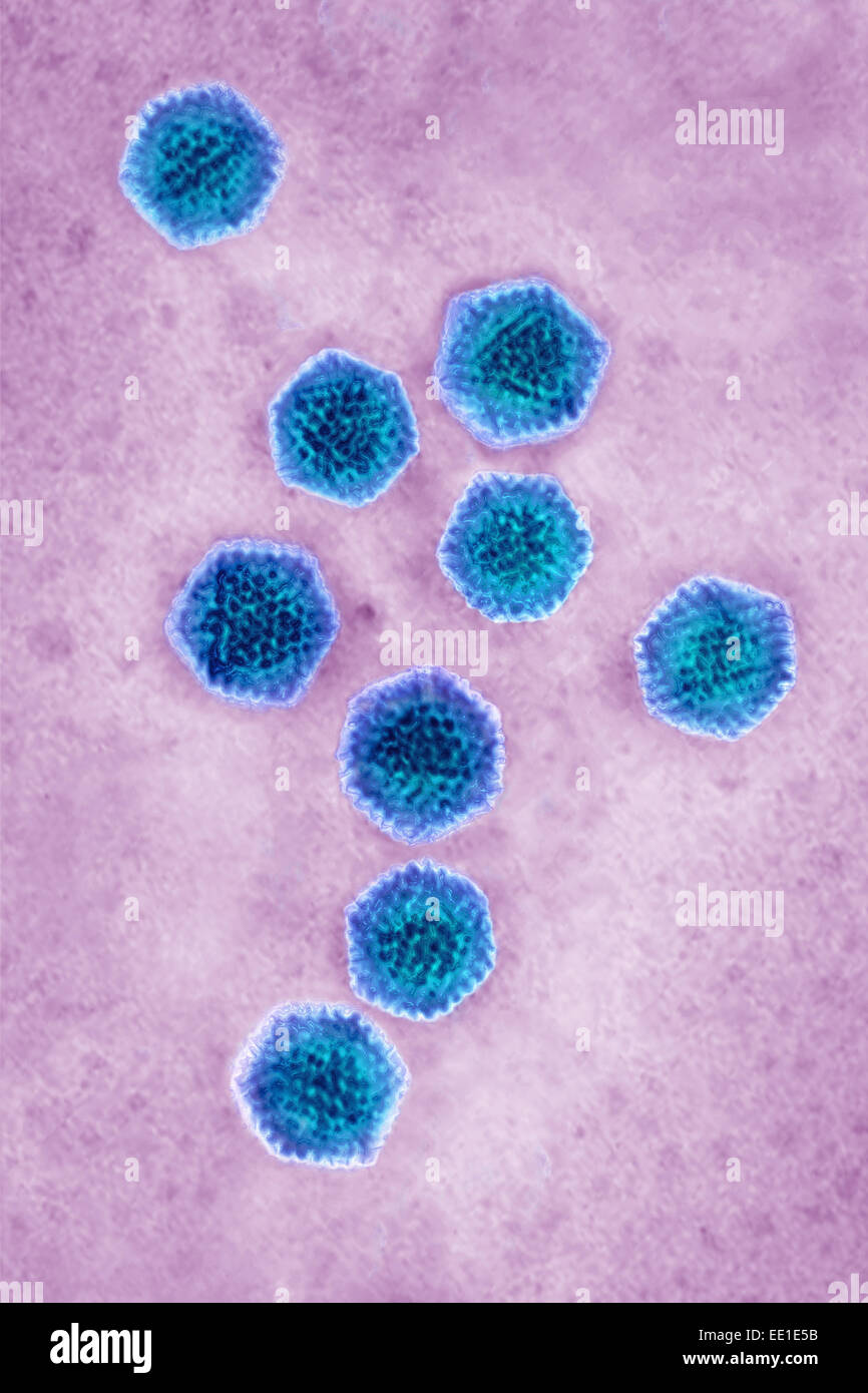 Adenovirus electron hi-res stock photography and images - Alamy