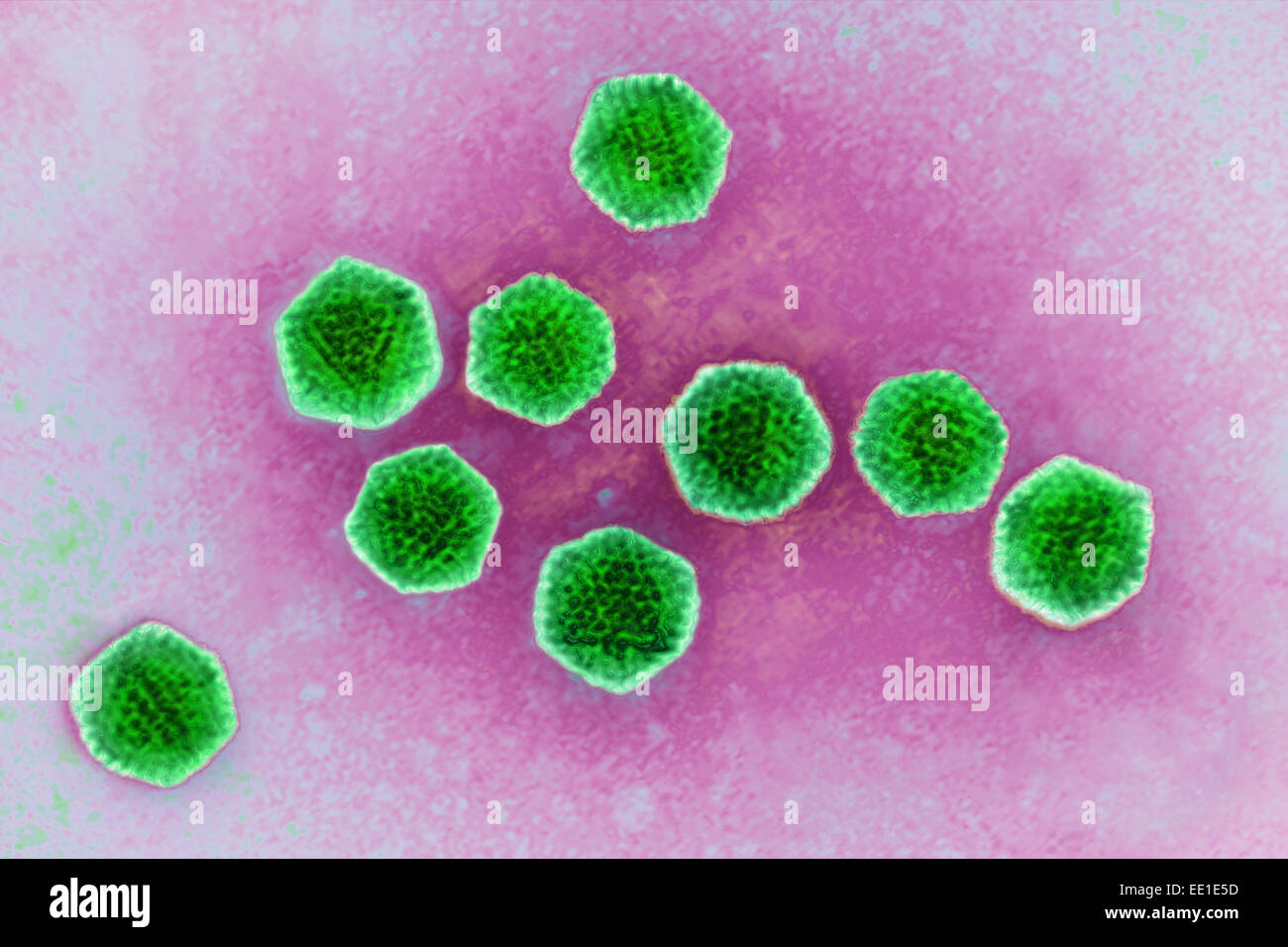 Adenovirus microscopy hi-res stock photography and images - Alamy