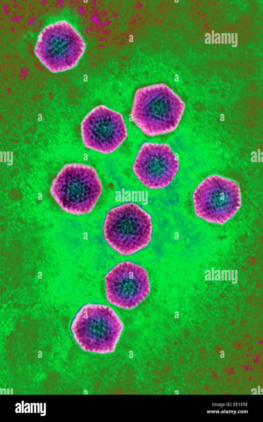 Adenovirus microscopy hi-res stock photography and images - Alamy