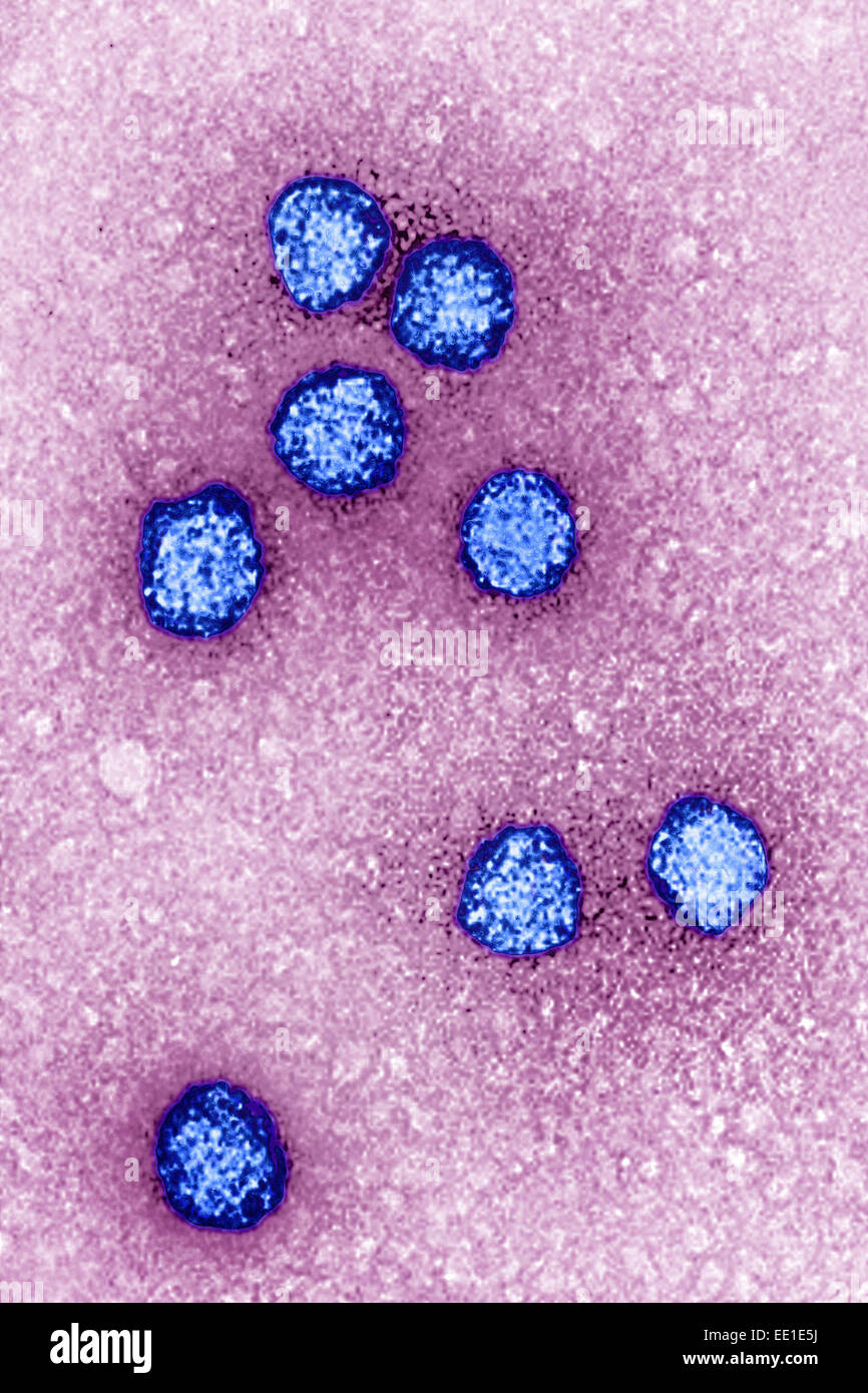 Flaviviridae Stock Photos & Flaviviridae Stock Images - Alamy