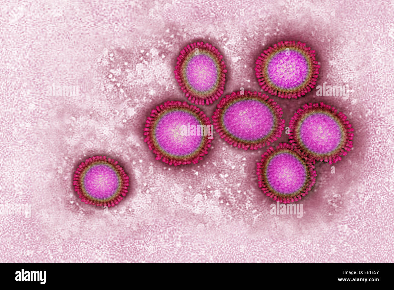INFLUENZA VIRUS, TEM Stock Photo - Alamy INFLUENZA VIRUS, TEM Stock Photo - Alamy