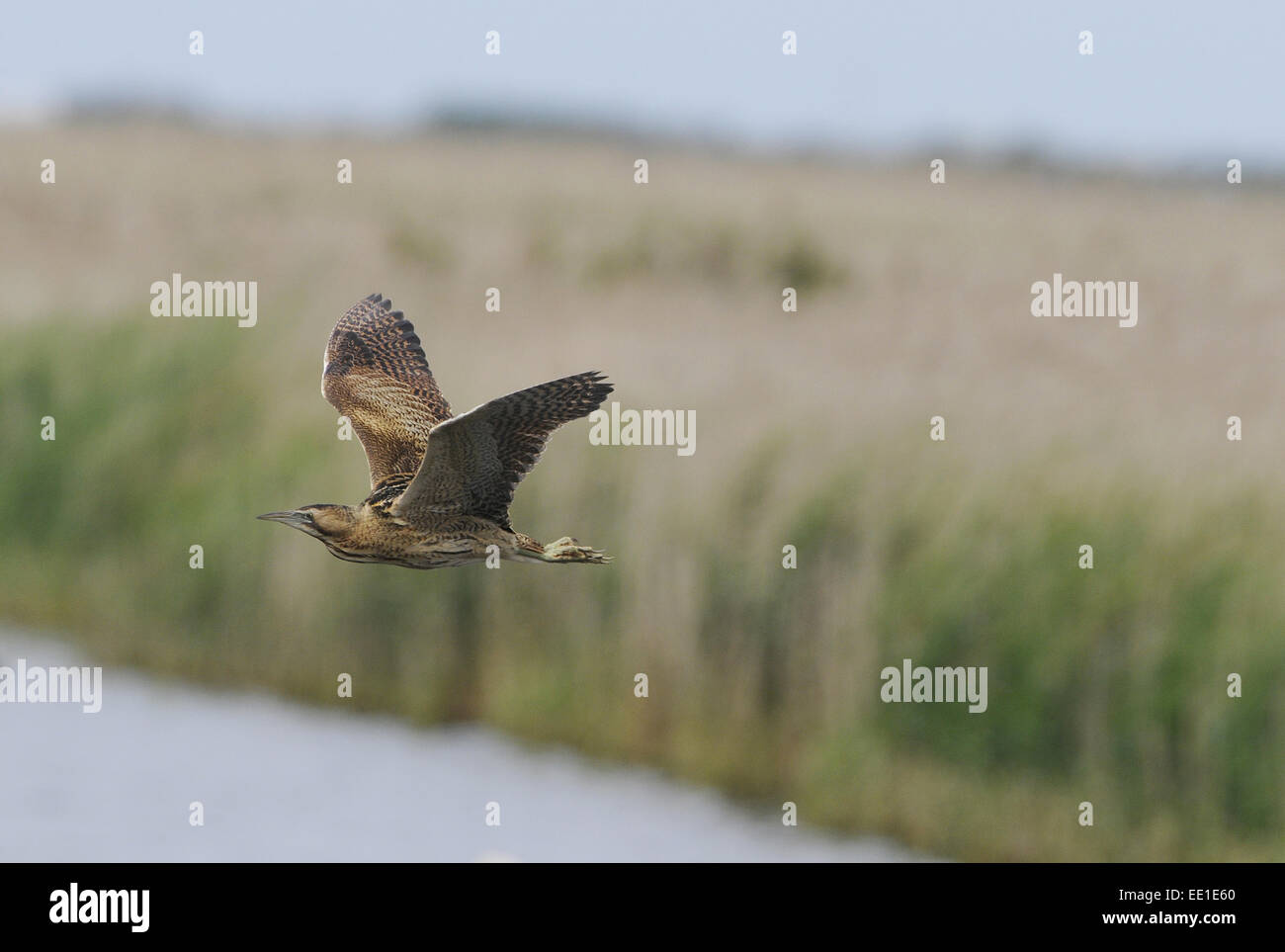 Titchwell Rspb Bird Reserve Summer High Resolution Stock Photography ...