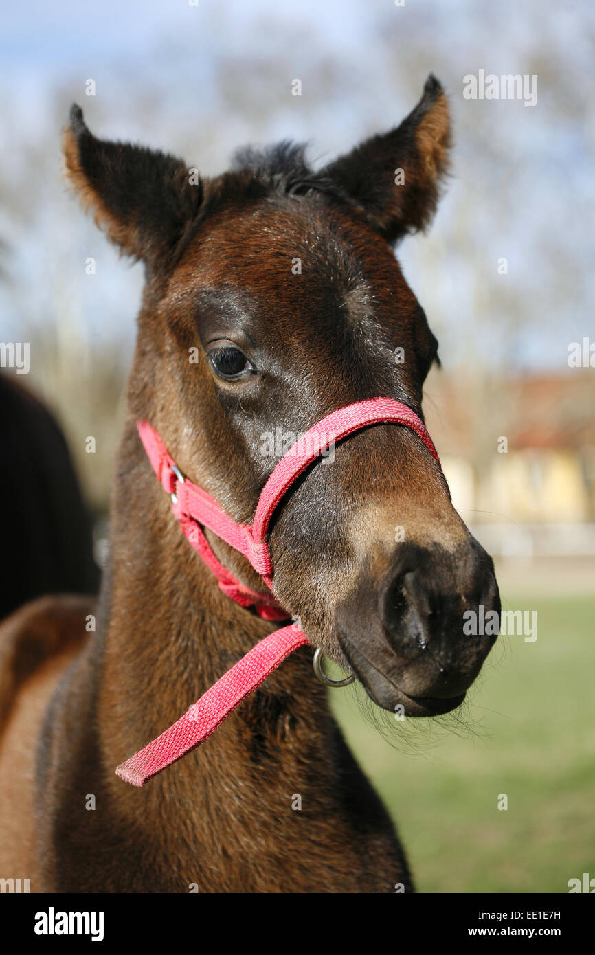Head shot of a few weeks old thoroughbred foal. Little colt posing on ...