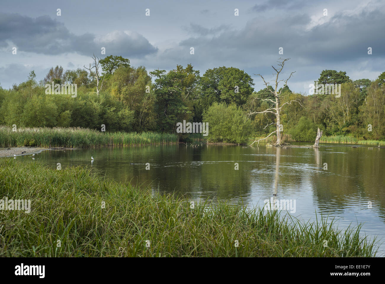 View of parkland lake created from dammed river, Clumber Lake, River ...