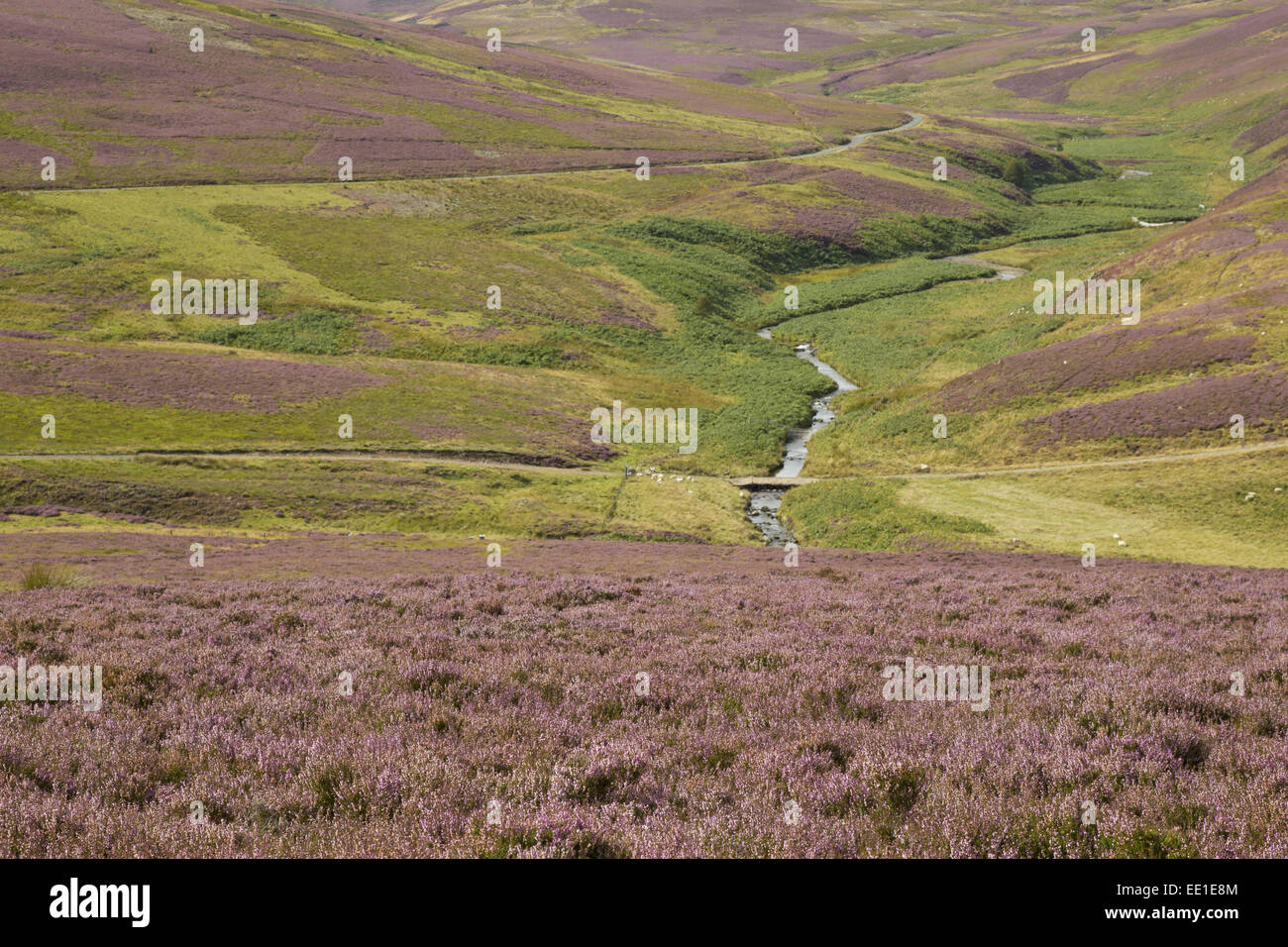 View of moorland habitat with flowering Common Heather (Calluna ...