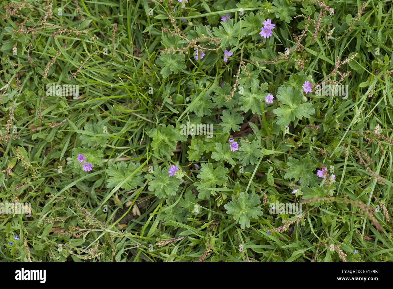 Dove's-foot cranesbill, Geranium molle, plant with pink flowers Stock ...